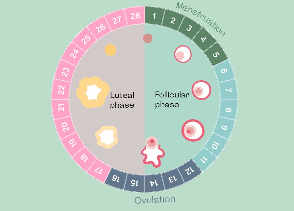 The Four Stages of a Woman's Cycle And How to Feel Sexy in Every Phase ...